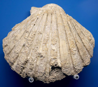 Louisville Fossils and Beyond: Pecten jacobaeus Great Scallop Fossil