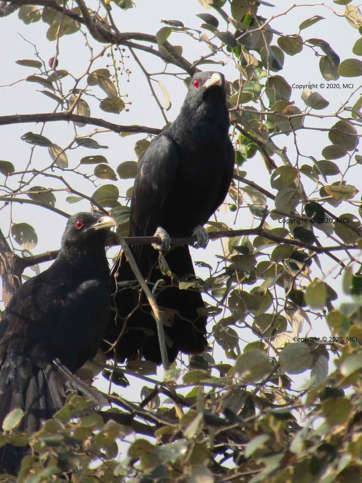 know about kannada and Karnataka: Have you seen the bird Asian Koel ...