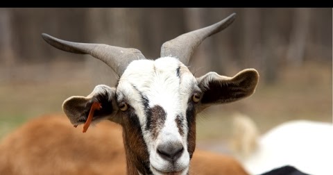 Spanish Goat Pros and Cons, Facts, Price