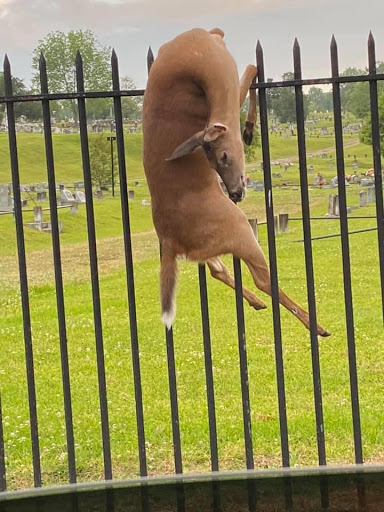 A Dixie Lady Deer Hunter: Dead Doe