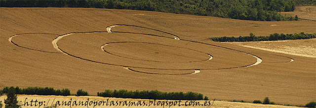 ! Andando por las ramas !: Círculos de la Cosecha en Trebiñu. Crop ...