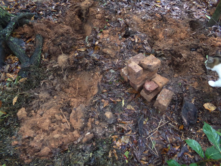 5 Acres & A Dream: Forest Garden: Poking Around in the Dirt