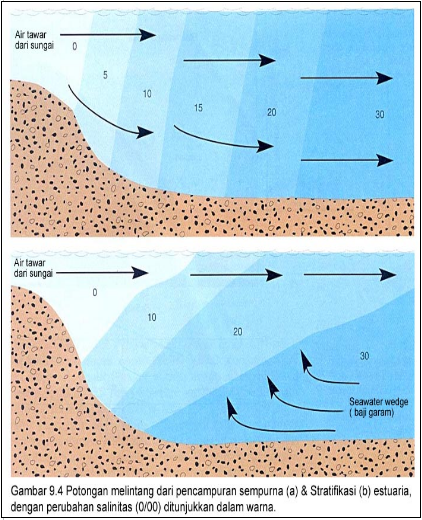 EKOSISTEM ESTUARIA | B I O L O G I