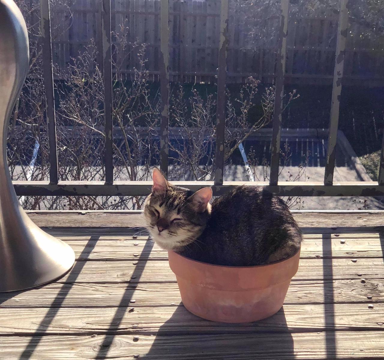 Michipedia: ¿Cómo se forma un michi?