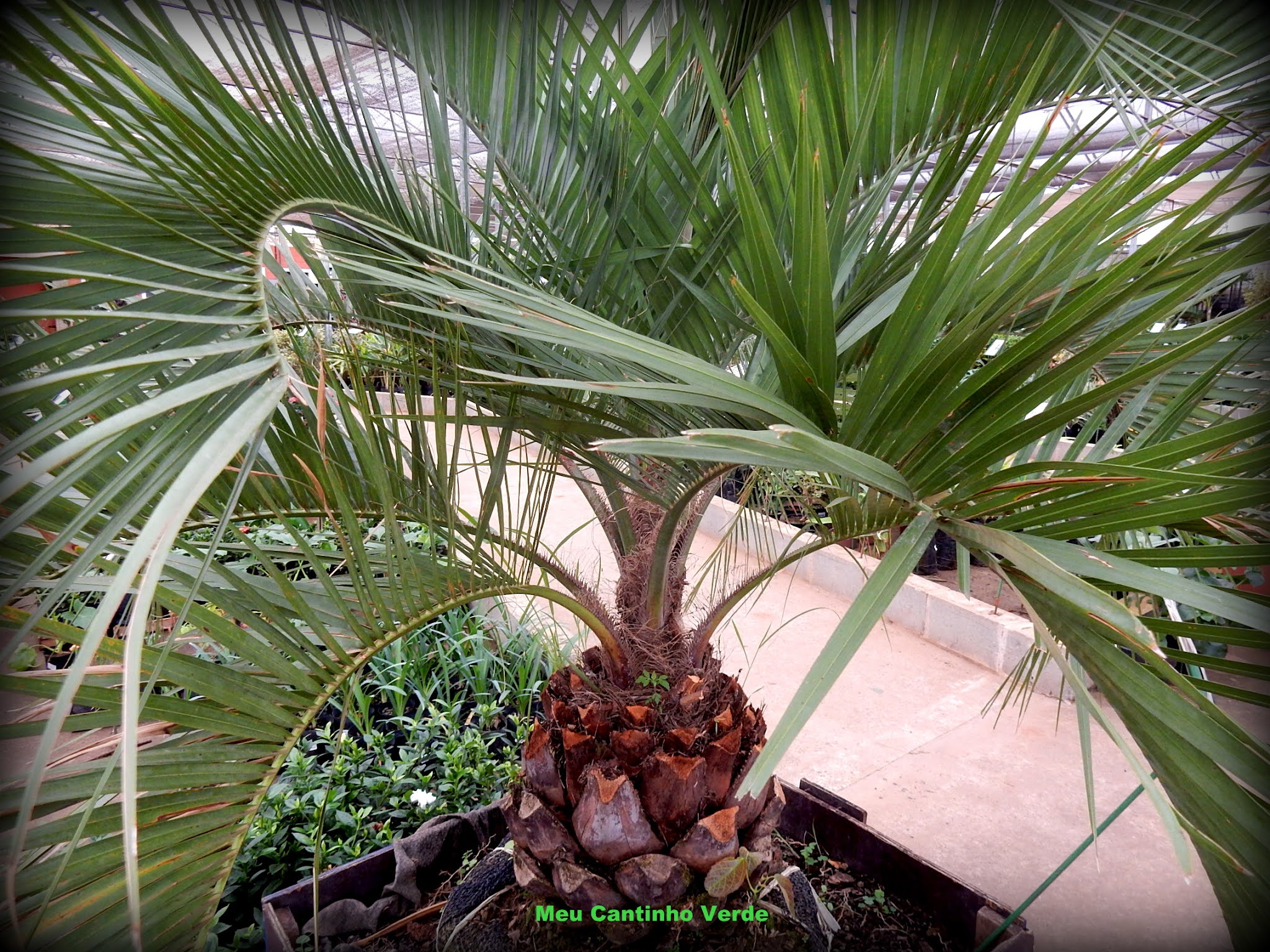 Meu Cantinho Verde: BUTIÁ - ( Butia capitata )