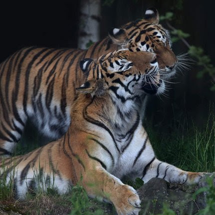 Amur Tiger (Sibirian Tiger) (Manchu Tiger)