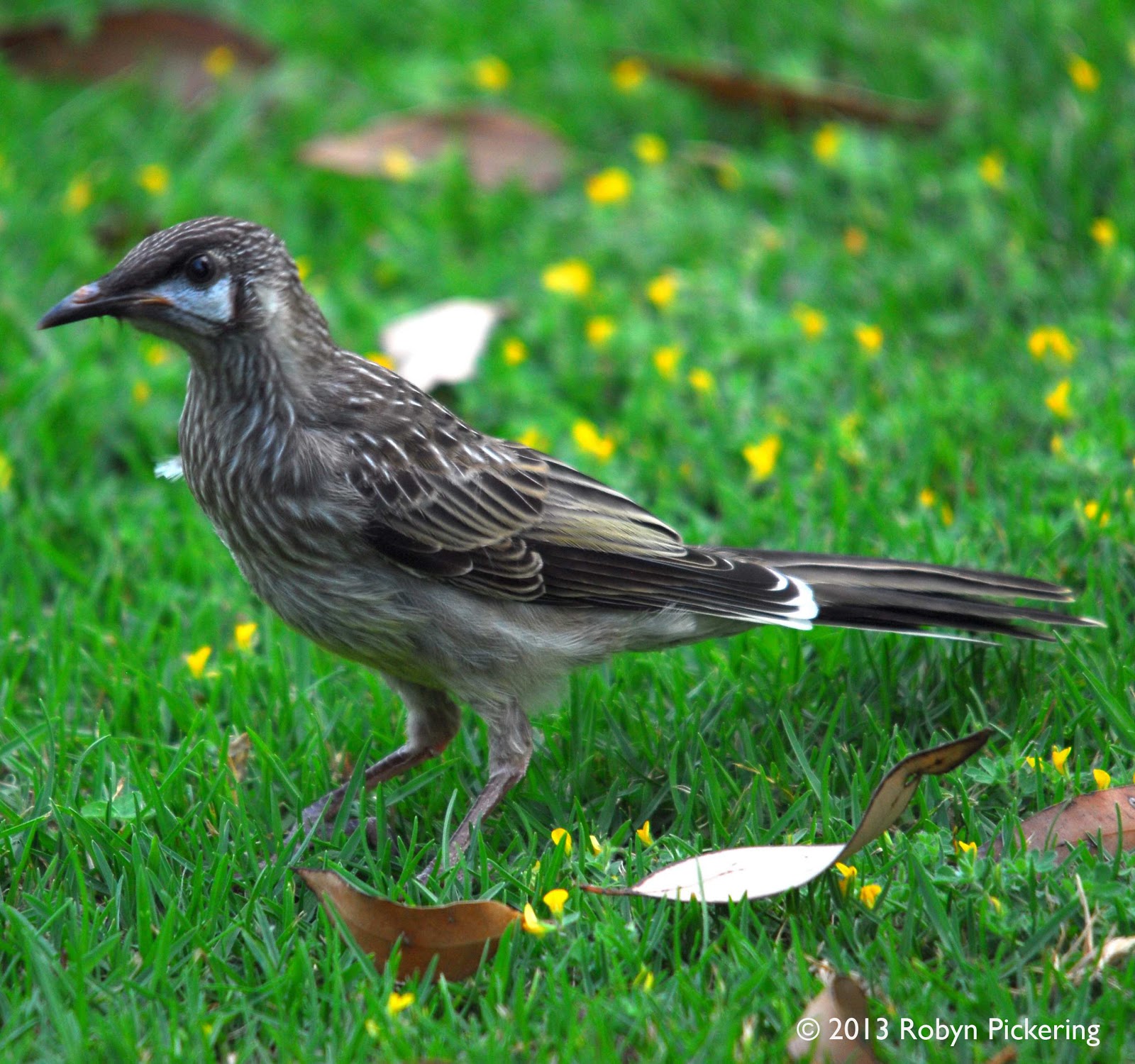 Leeuwin Current Birding: South-west Endemics Part 3: Western Wattlebird