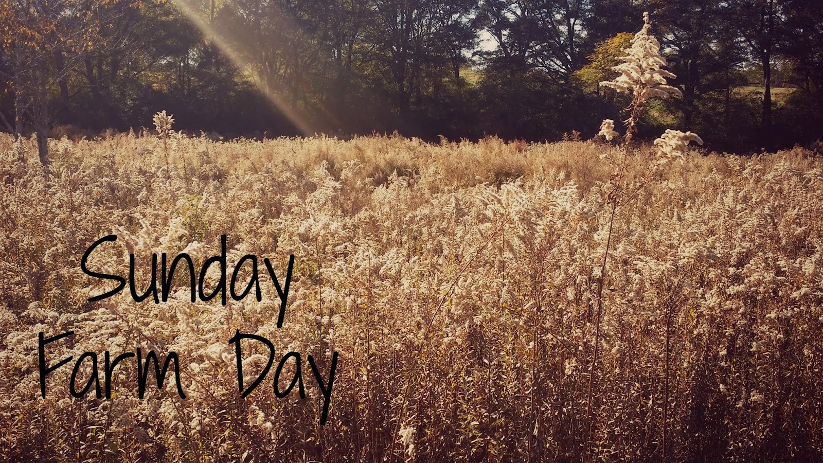 Baseball-Diamonds & Hairspray: Sunday Farm Day