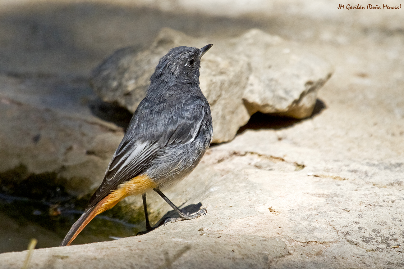 Fotografía de Naturaleza - JM Gavilán: Pareja de Colirrojo tizón ...