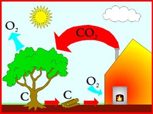 Science: Koolstofkringloop