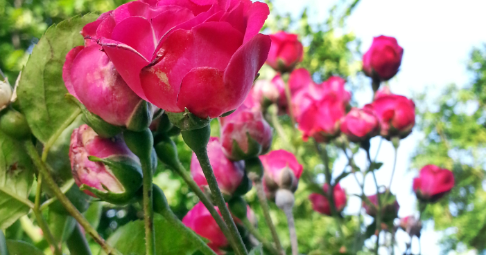 Meral Meri : Photograph by Meral Meri