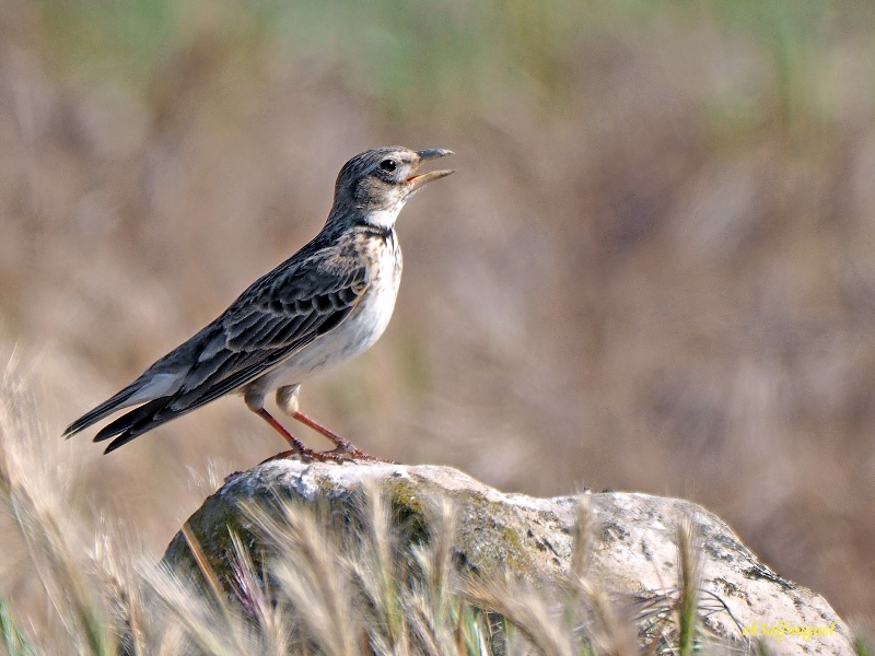 MIS AMIGAS LAS AVES: Calandria común (Melanocorypha calandra)