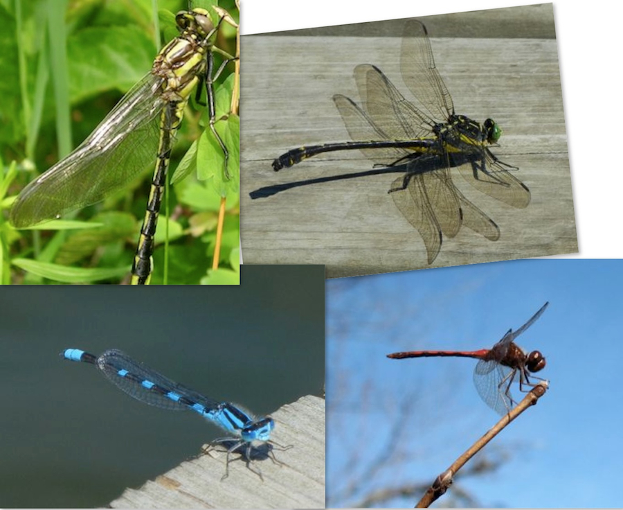 Minnesota Daybreak: Dragonflies and Damselflies
