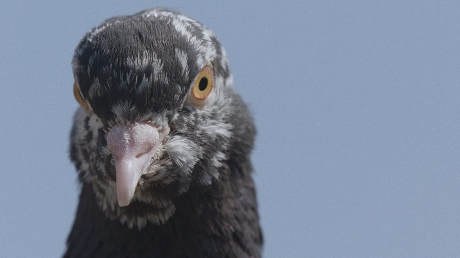 Watch or Pass: Review: Pigeon Kings