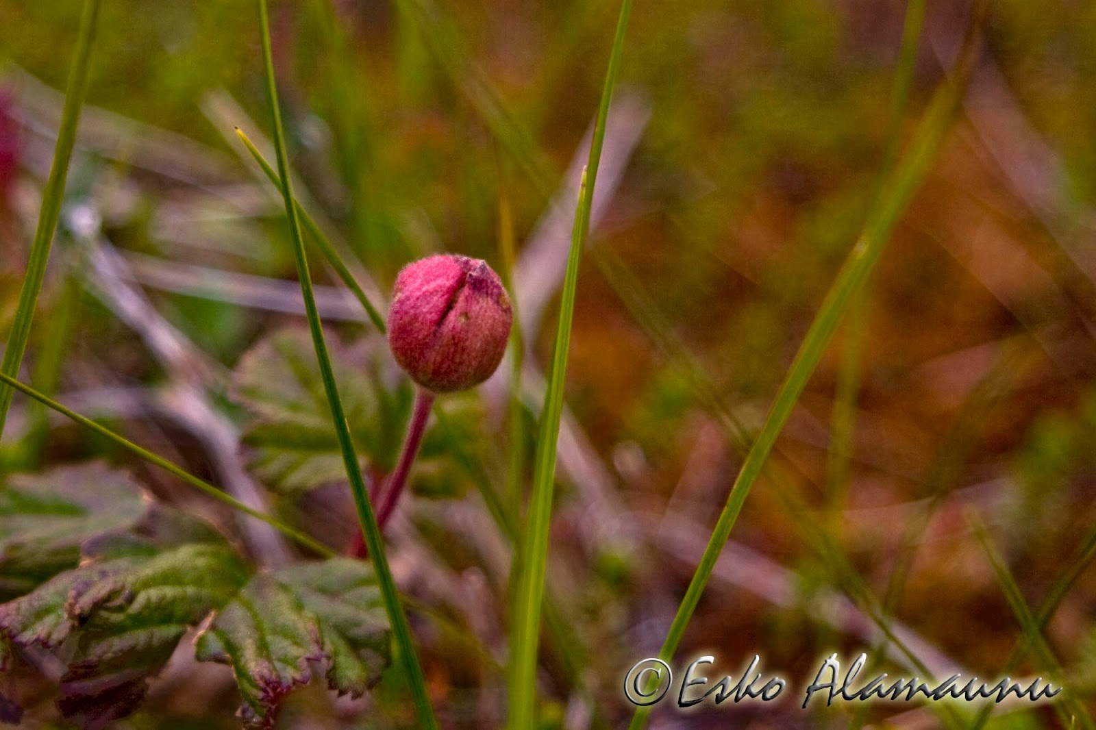 Eko-Kuvia: Kuinka 'jaksaa' HILLA...?