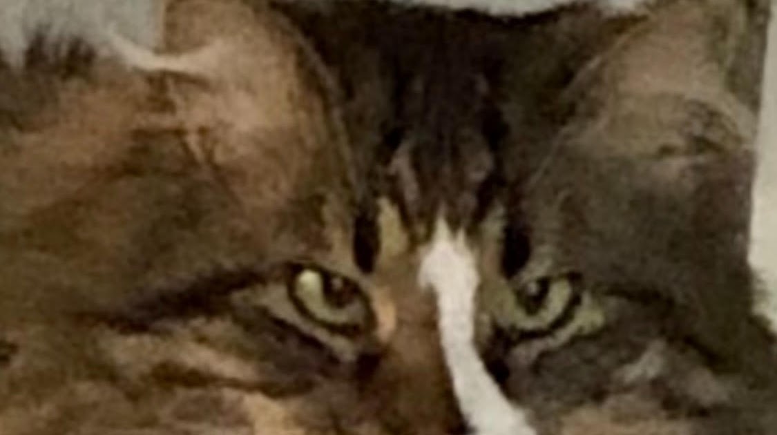 My Tata's Cottage: Blaze and Roxanne and Thankful Thursday