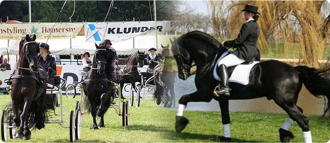 caballos hermosos: uso del frison