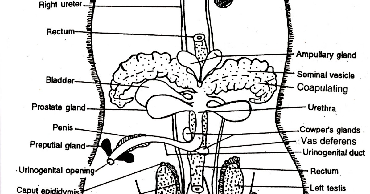 Male Rat Reproductive System - systemdesign