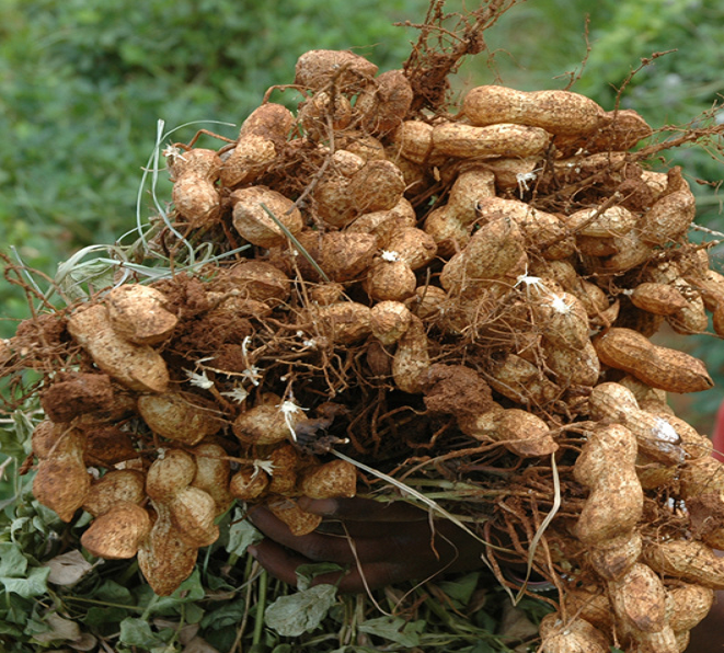 We love Our Bangladesh: Peanut or Cheena Badam is popular outdoor ...