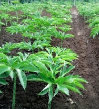 Anim Agro Technology: SUWEG - KENALI TANAMAN INI