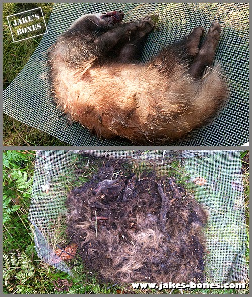 Rescuing the badger body after the storm : Jake's Bones