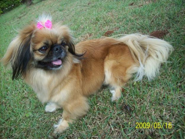 PandoraDog: Pequinês