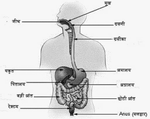DIFFERENT ANIMALS DIGESTIVE TRACKS