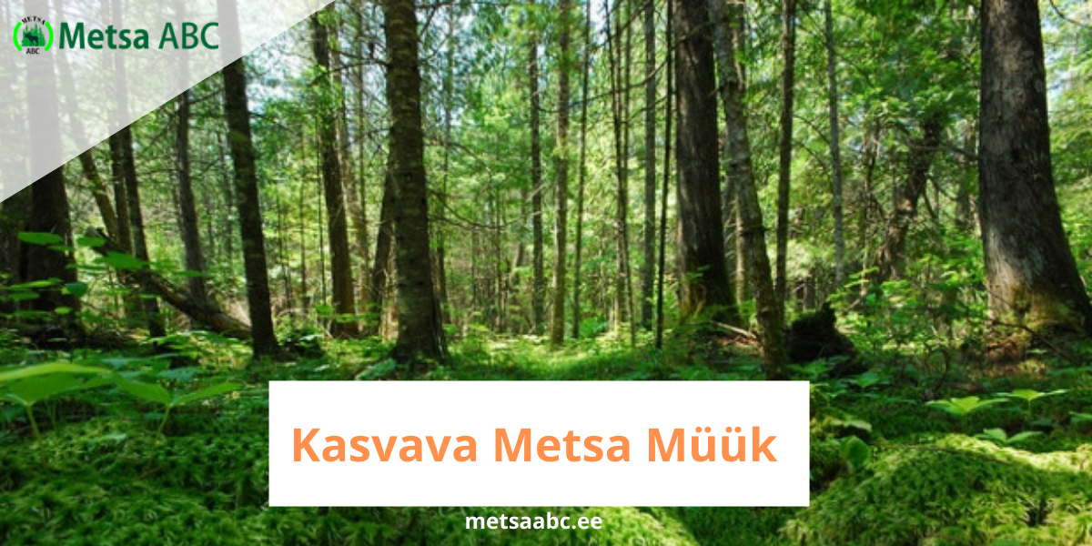 Kuidas Areneb Metsa Väärtus | Metsa ABC