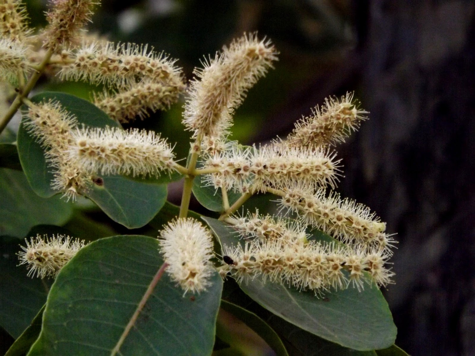 Terminalia arjuna / Kumbuk / White murdha / කුඹුක් /மருது/ अर्जुन ...