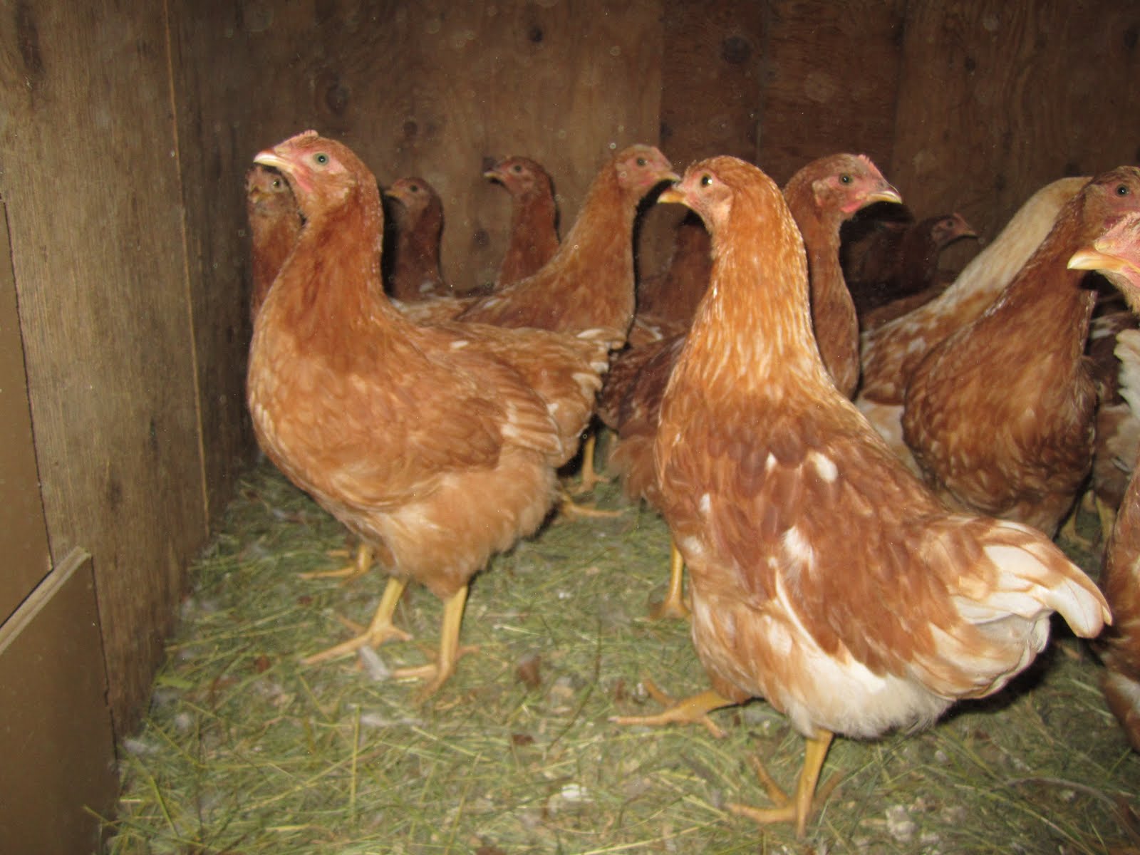 Cariboo Gals: Bantam Chickens 3 to 4 Months Old
