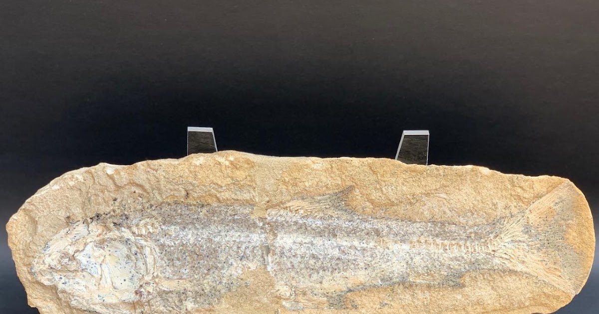 Era Antiques: FISH FOSSIL FRIDAY: Pre-Historic Fossil Fish in a granite ...