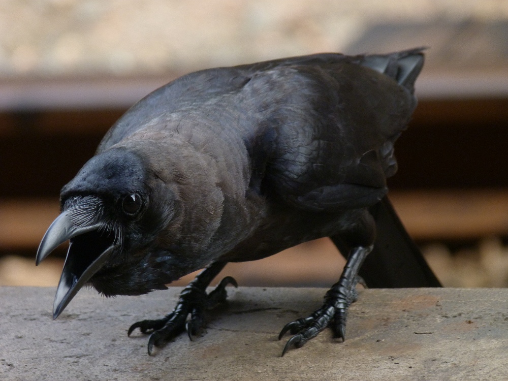 Birds, Boredom and a Blog