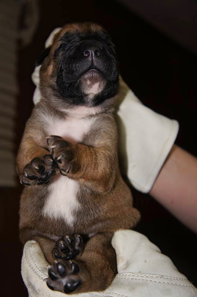 JAPANESE TOSA INU PUPPIES FOR SALE: TOSA INU PUPPIES FOR SALE