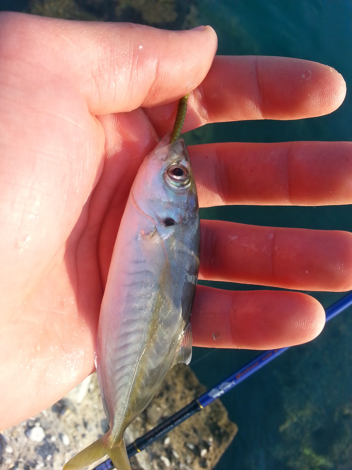 Luremaniac!: Light Rock Fishing in the snags..