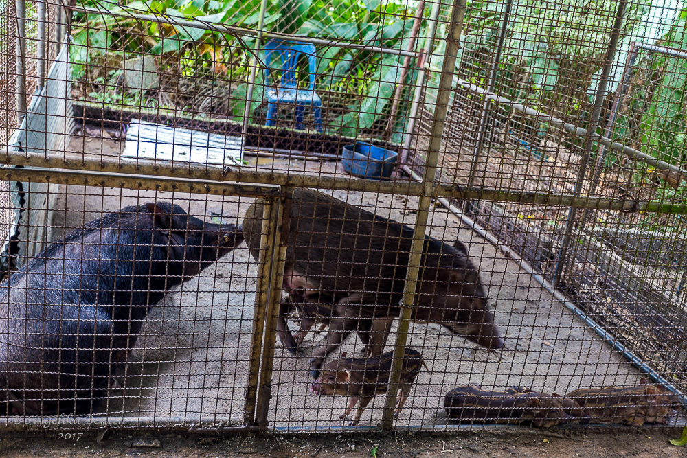 Samui Monkey Center