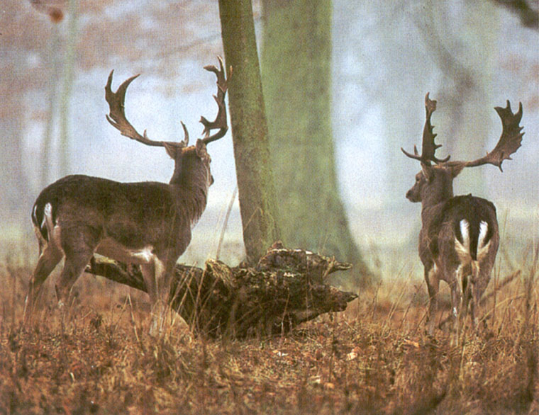 ANIMALE: CERBUL LOPATAR