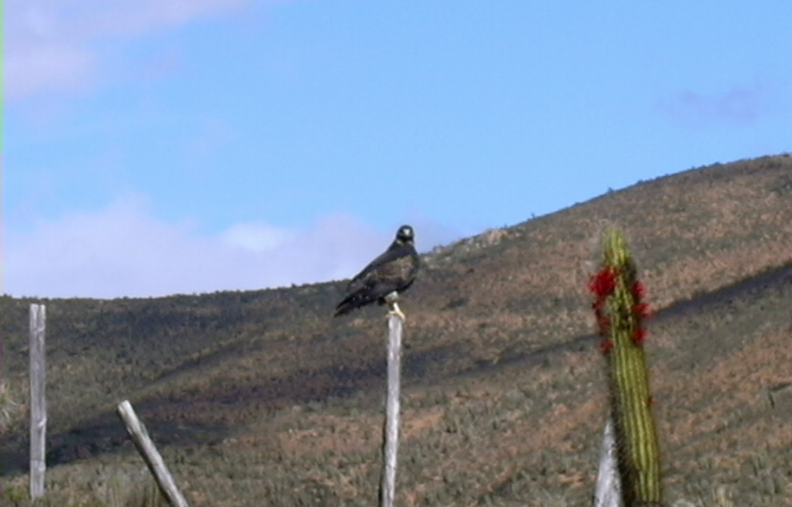 Aprender Viajando ...: Arte rupestre de El Coligüe (IV Región-Chile 2004)
