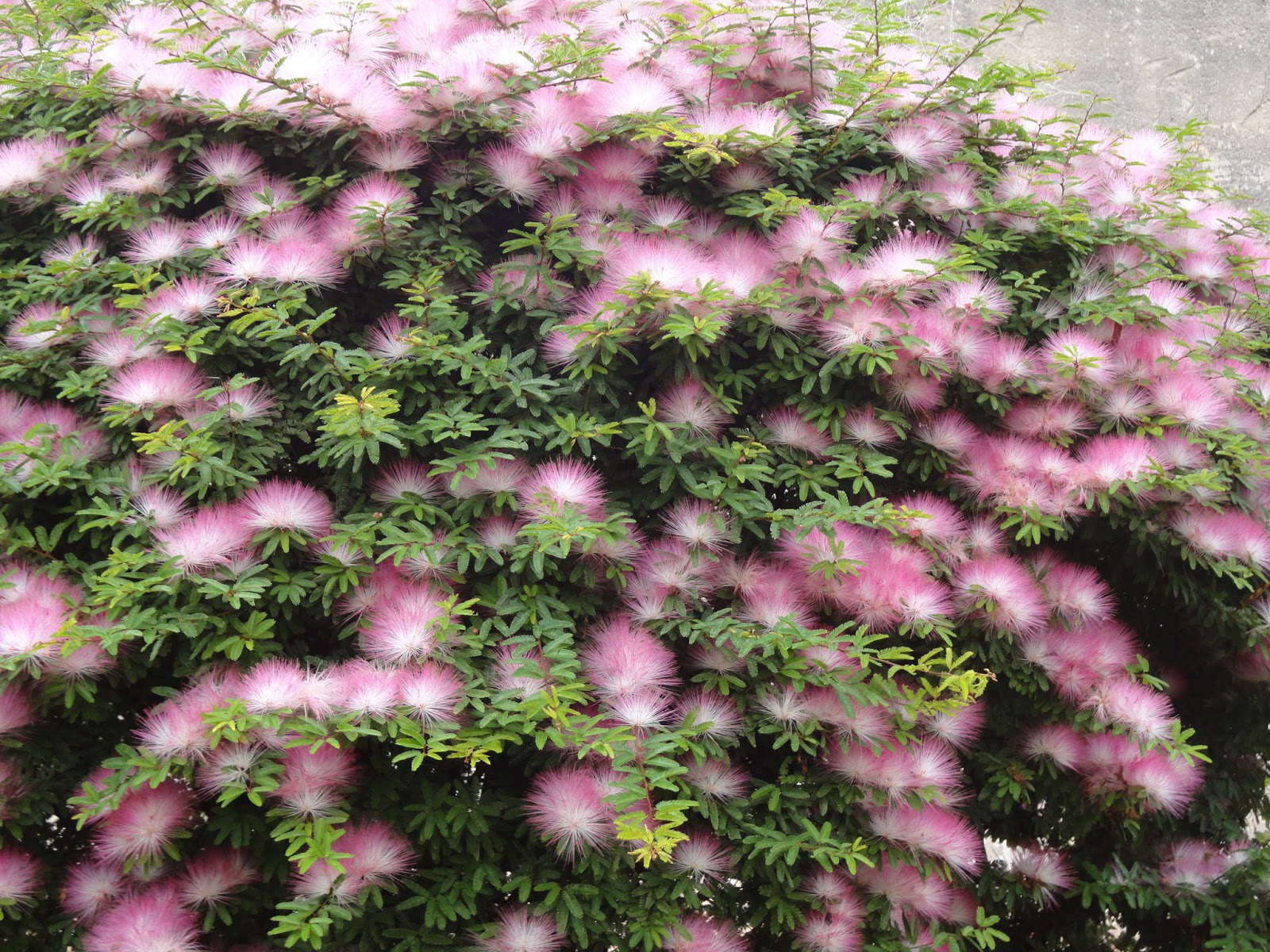 O CULTIVO A VIDA: Florada da Caliandra