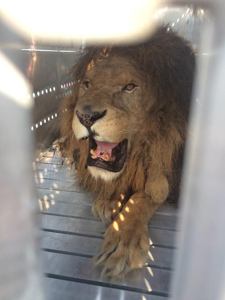 LION CHANNEL: Elderly, Suffering Lion Finally Gets Treated With The ...