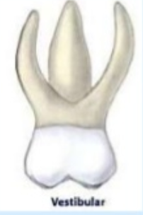 TUDO SOBRE PRIMEIRO E SEGUNDO MOLAR DECÍDUO SUPERIOR