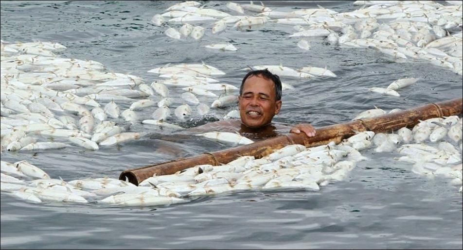 Top World News: Mass death of fish in the Philippines