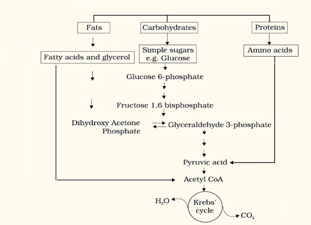 Respiration in Plants - Notes | Class 11 | Part 5: Respiratory Balance ...