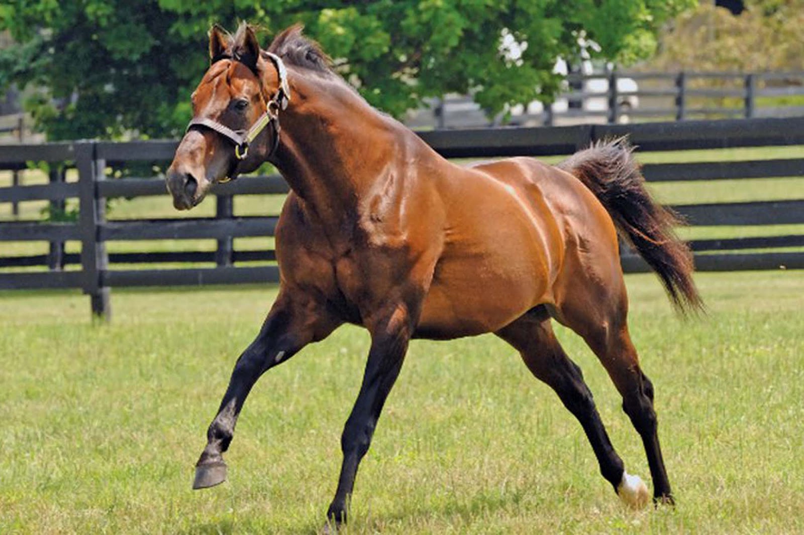 PASION TURFISTICA: El servicio de Candy Ride costará 100.000 dolares