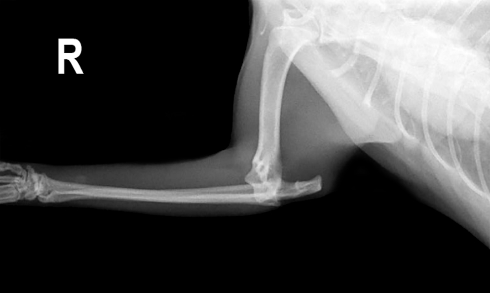 ARTROVET: Luxación de codo en gato