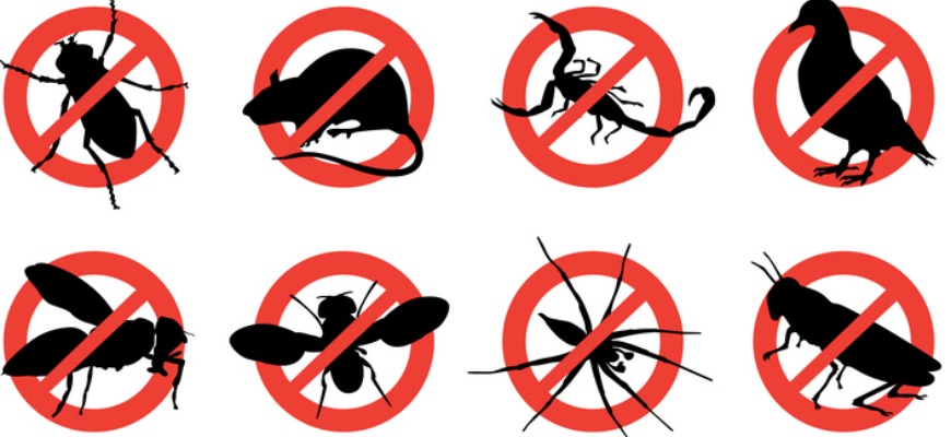 Exterminate Pests in Your Workplace with Pest Control Perth Services