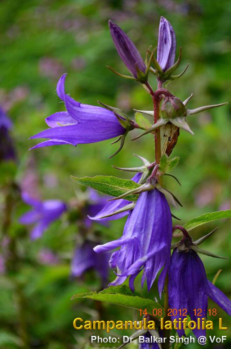 Medicinal Plants: Campanula latifolia