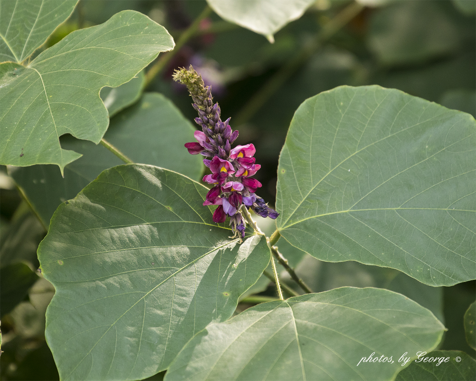 "What's Blooming Now" : Kudzu (Pueraria lobata)