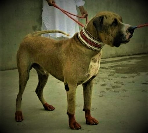 Bully Kutta dog history, breed information, description, personality ...