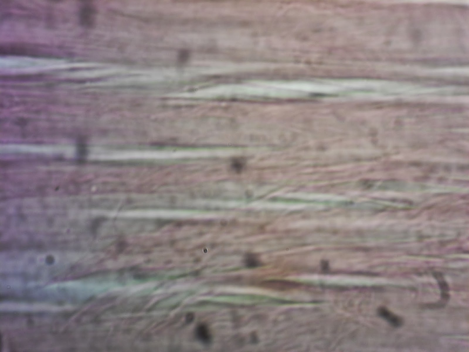 Ourlad's Paradigm: Muscle Tissue