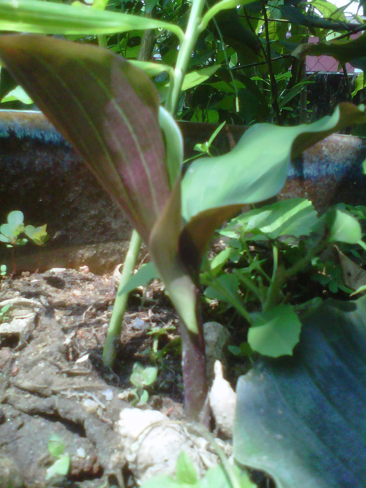 Crotons World: Pokok Kunyit Hitam - Tumbuhan Yang Sukar Ditanam